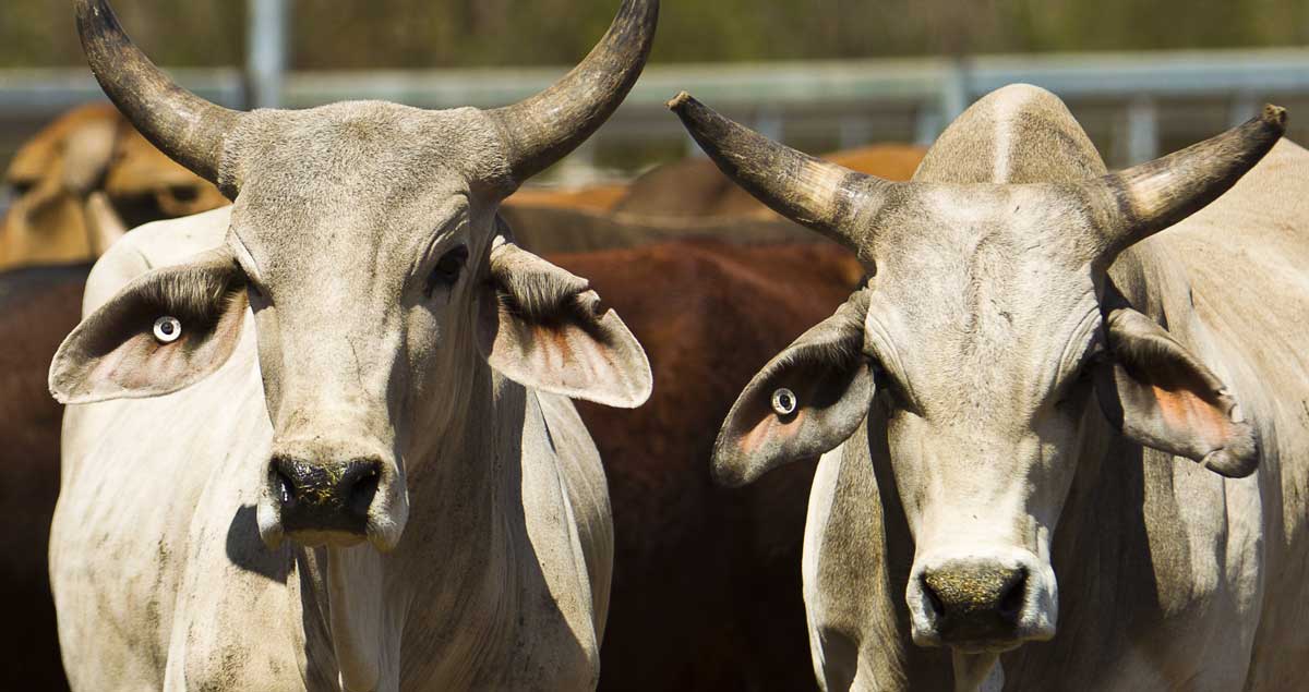 Our story - Scrub Art